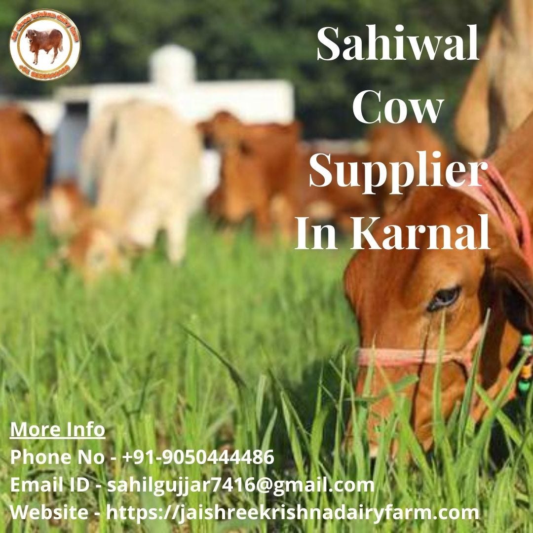Sahiwal Cow Supplier In Karnal. We are pleased to promote ourselves as ...