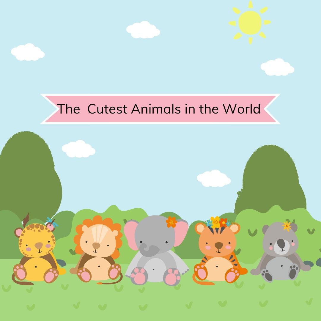 The 5 Cutest Animals in the World | by M Rizwan | Medium