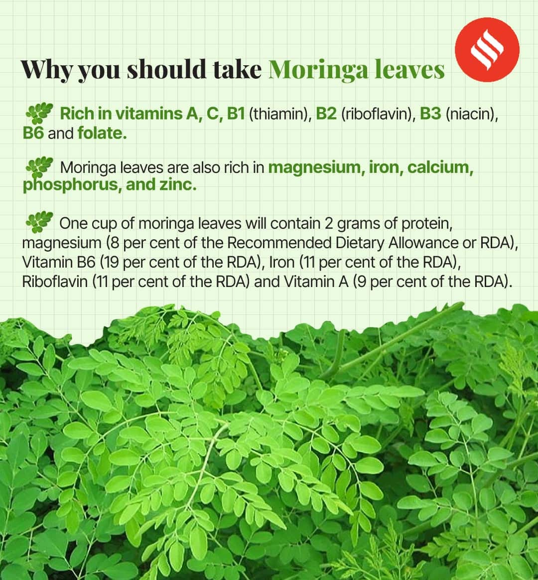 "From Farm to Pharmacy: The Multifaceted Uses of Moringa Leaves" | by ...