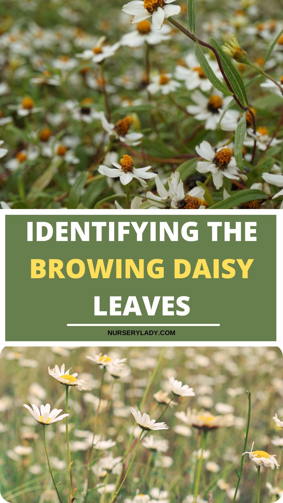 Why Are My Daisy Leaves Turning Brown? | by Nursery Lady | Medium