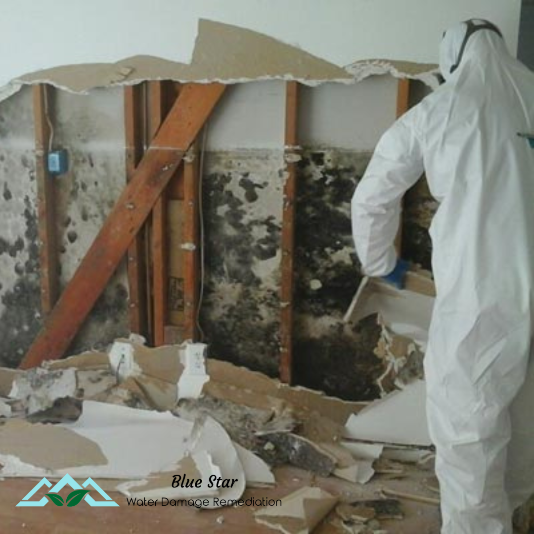 Why Timely Mold Removal Matters - Blue Star Water Damage Remediation ...