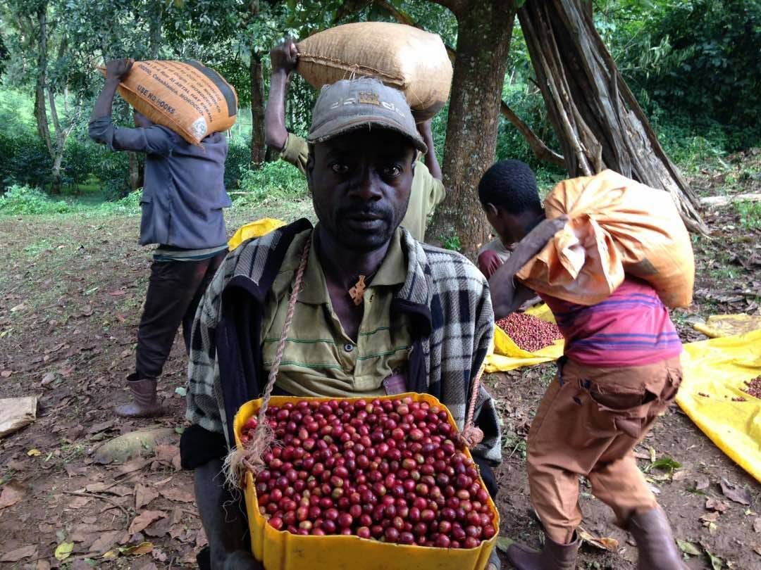 World’s First Blockchain Coffee Project | by Moyee Coffee Ireland | Medium