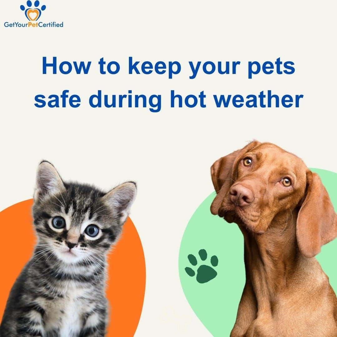 How to keep your pets safe during hot weather | by Rosy Jocasta | Aug ...
