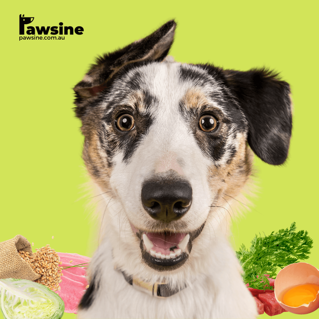 As a dog parent, it’s only natural to want the best for your furry mate ...