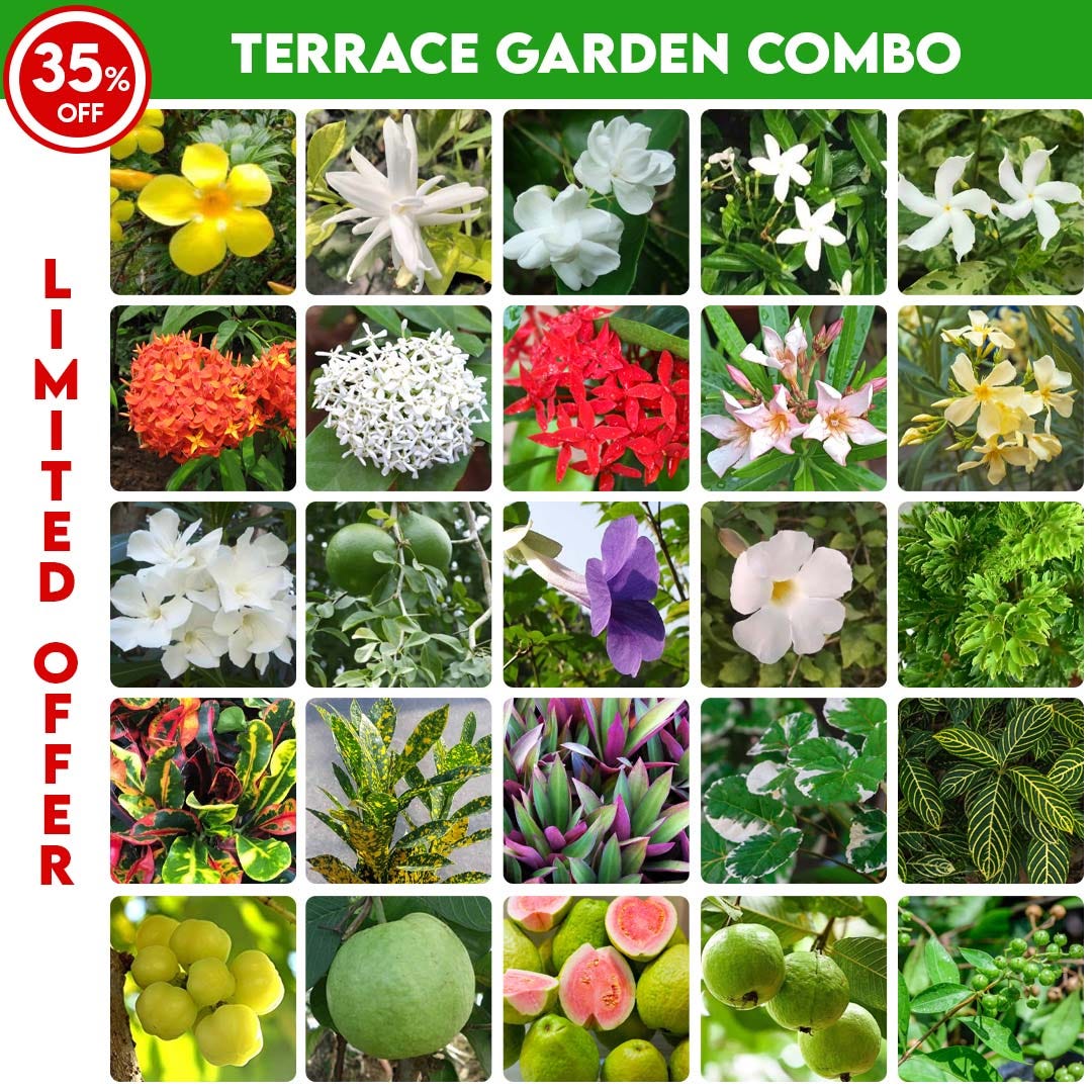Terrace Garden Plant Combo. This combo is specially designed to… | by ...