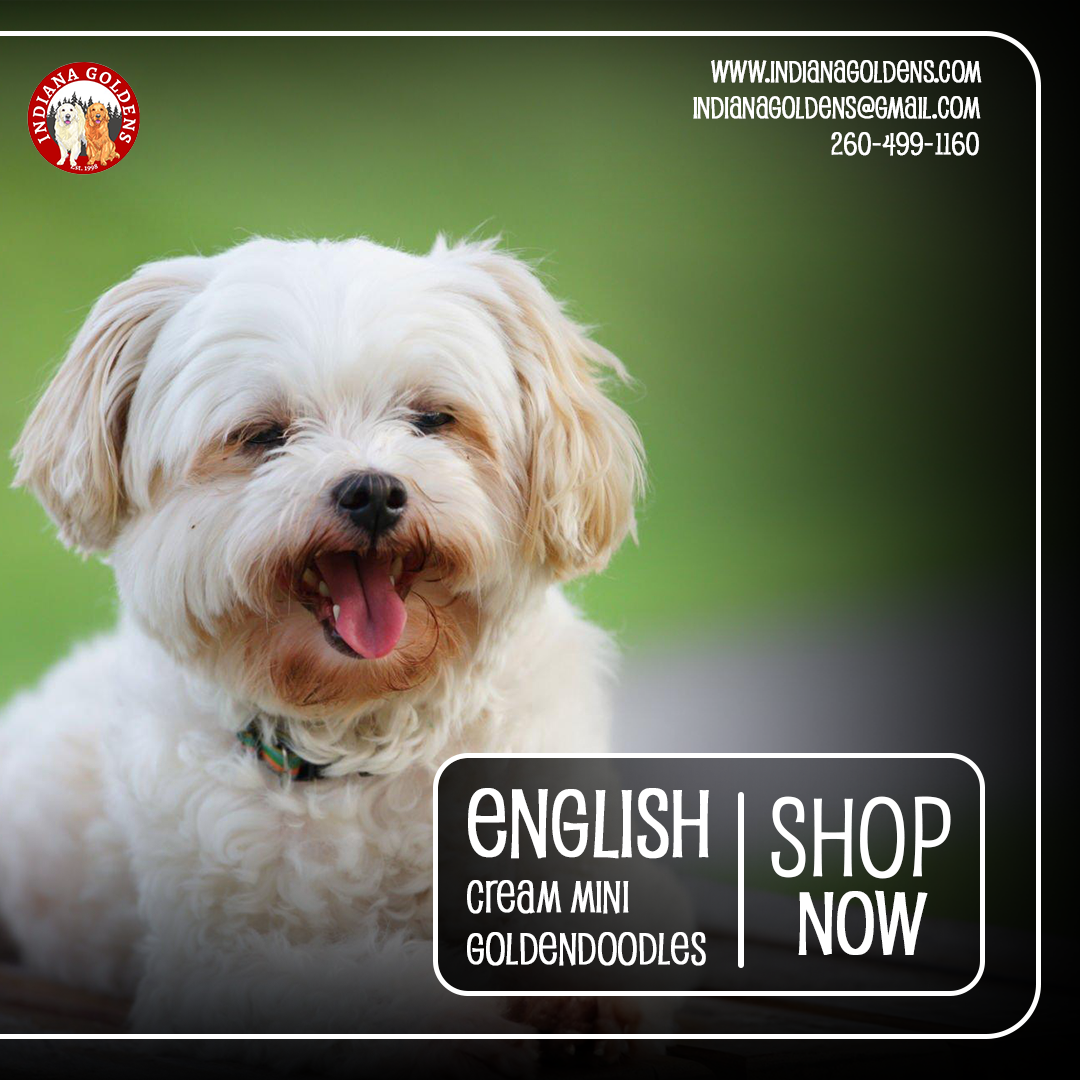 Find Your Perfect English Cream Mini Goldendoodles Puppy Today ...
