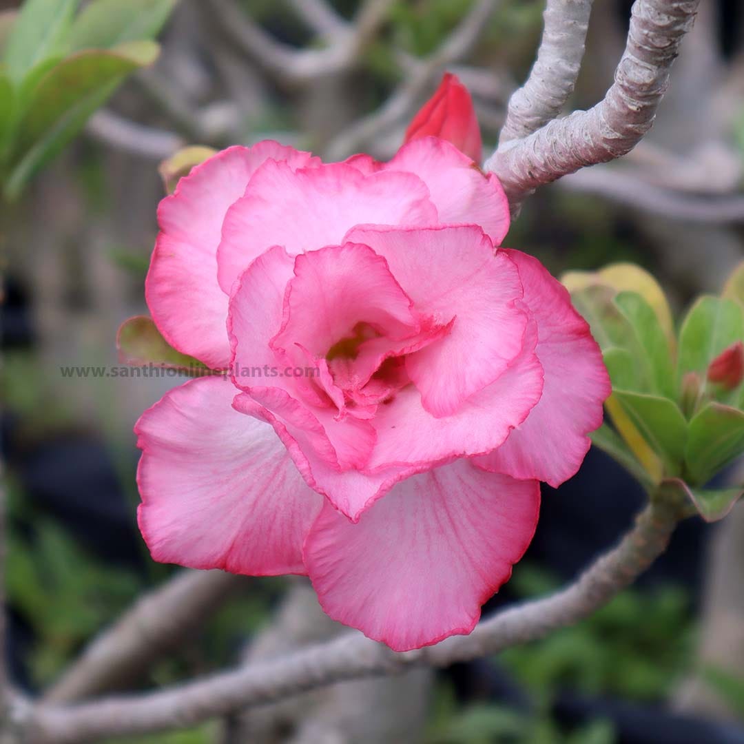 Adenium Cream Pink. Buy the Adenium Cream pink plant from… | by ...