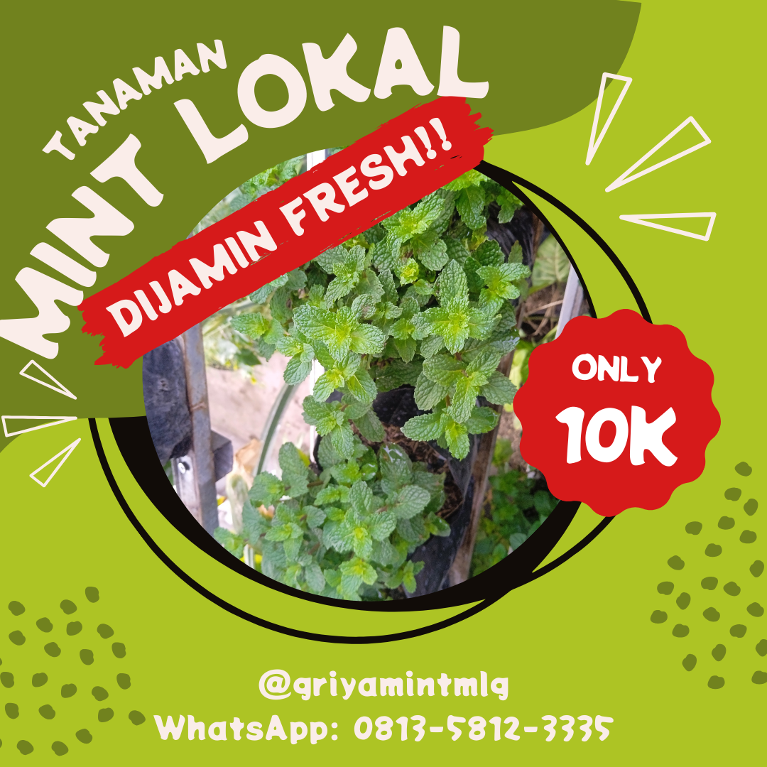 SEGAR!, daun mint cara merawat Malang | 0813 5812 3335 | by ...