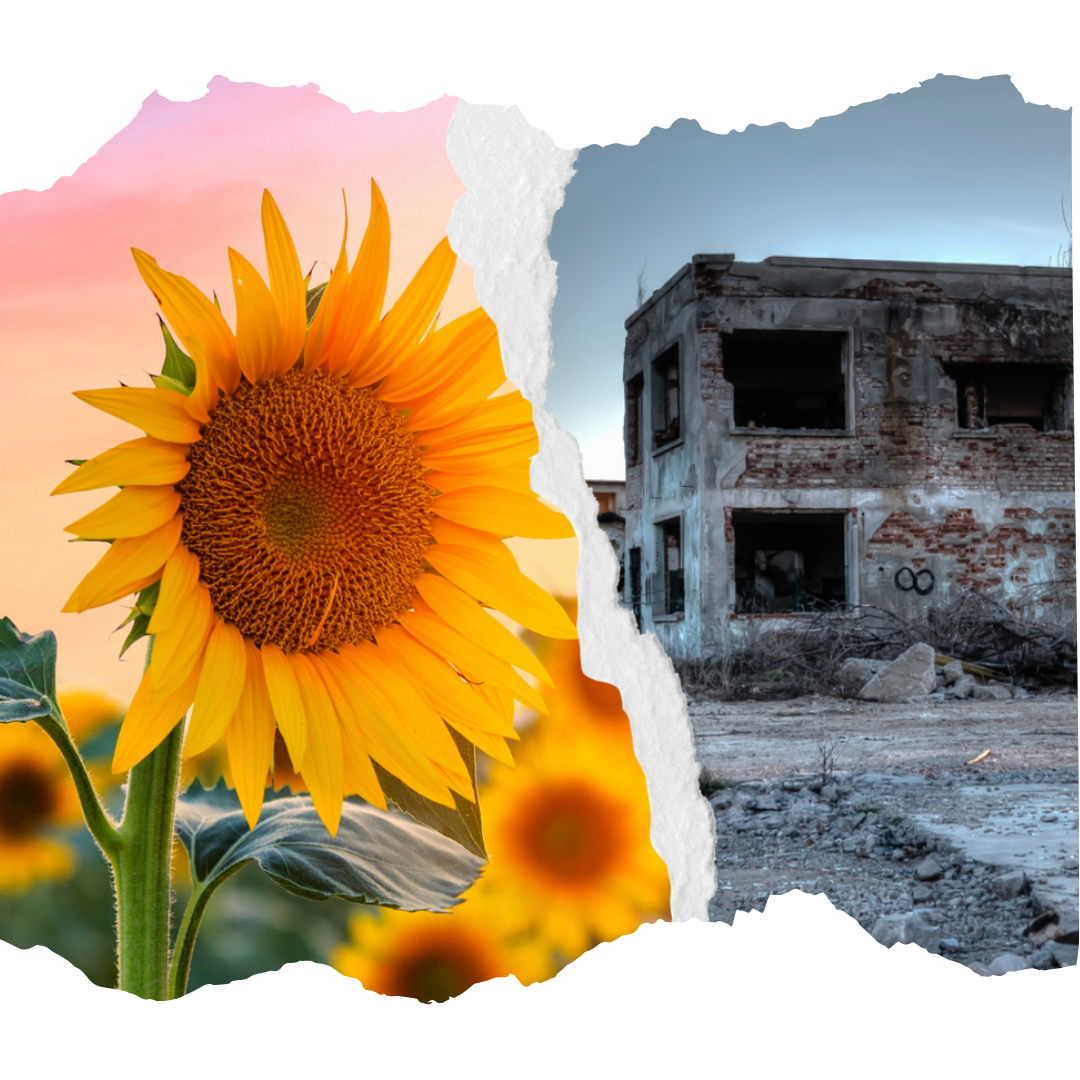 Catching Sunflowers. I was so unsure about writing this… | by Anthea ...