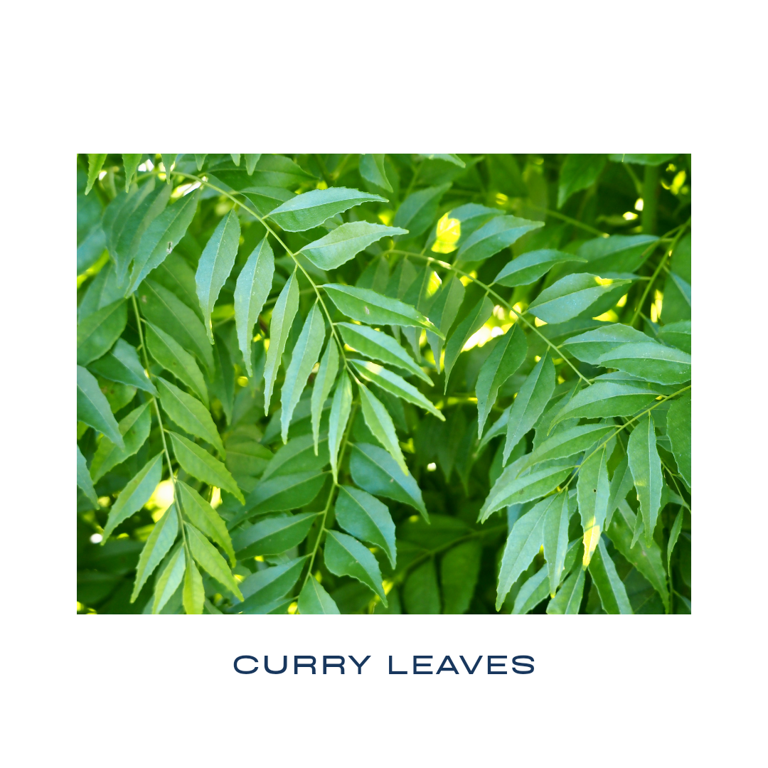 COOKING WITH CURRY LEAVES. The Healer Monarch Of Herbs | by Vibrant V ...