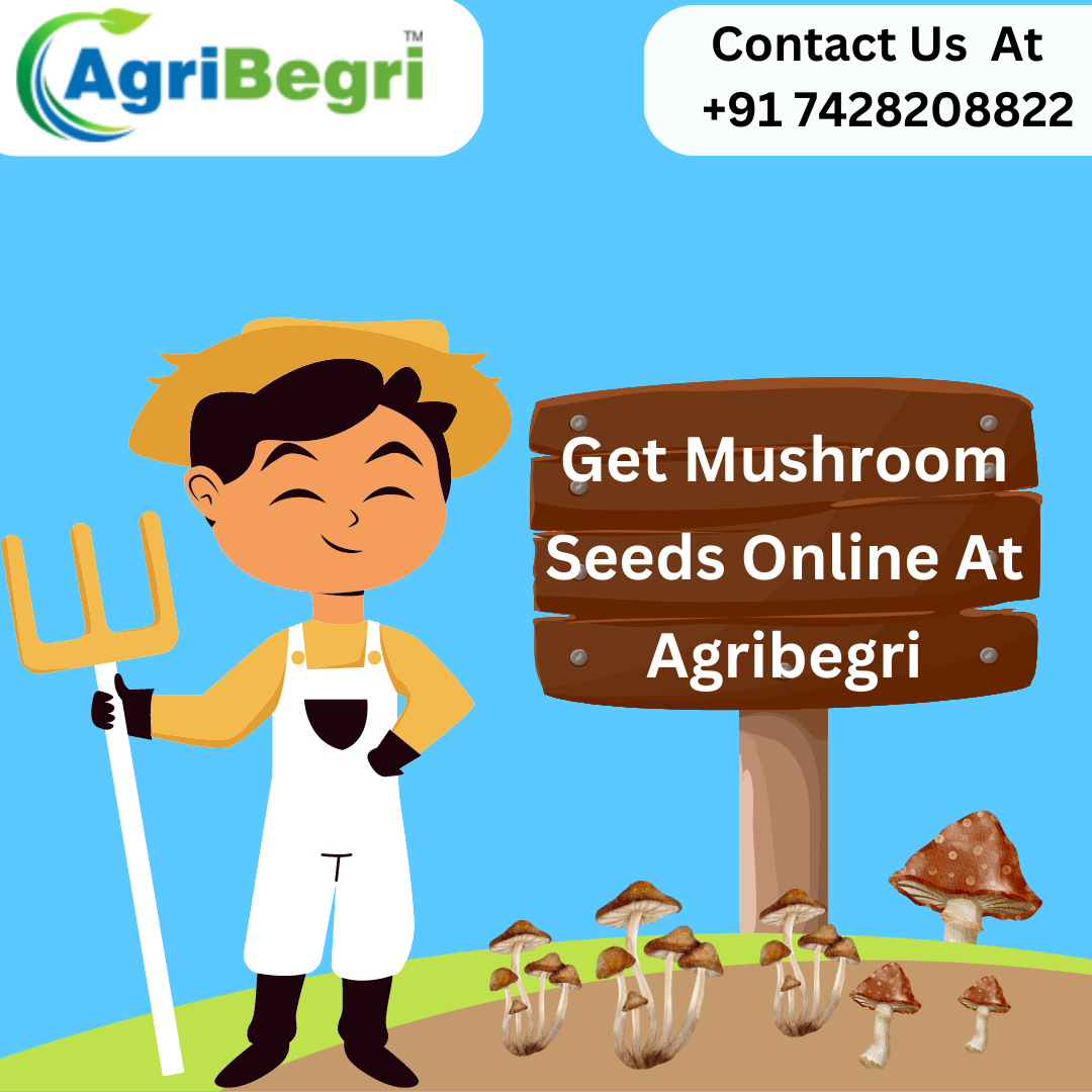 Buy Mushroom Grow Your Own Mushroom Garden! Buy Premium Mushroom Seeds ...