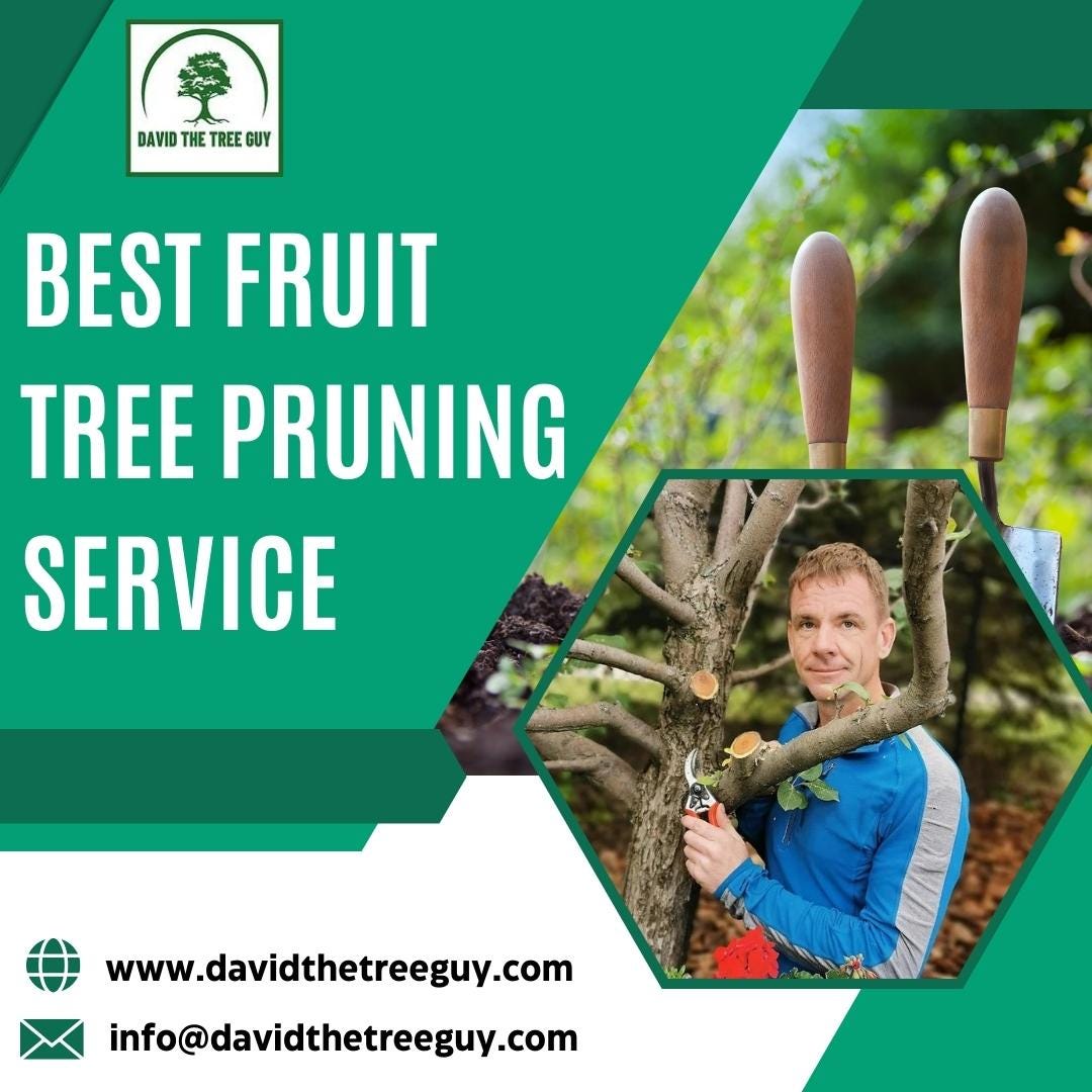 Best Fruit Tree Pruning Service - David The Tree Guy - Medium