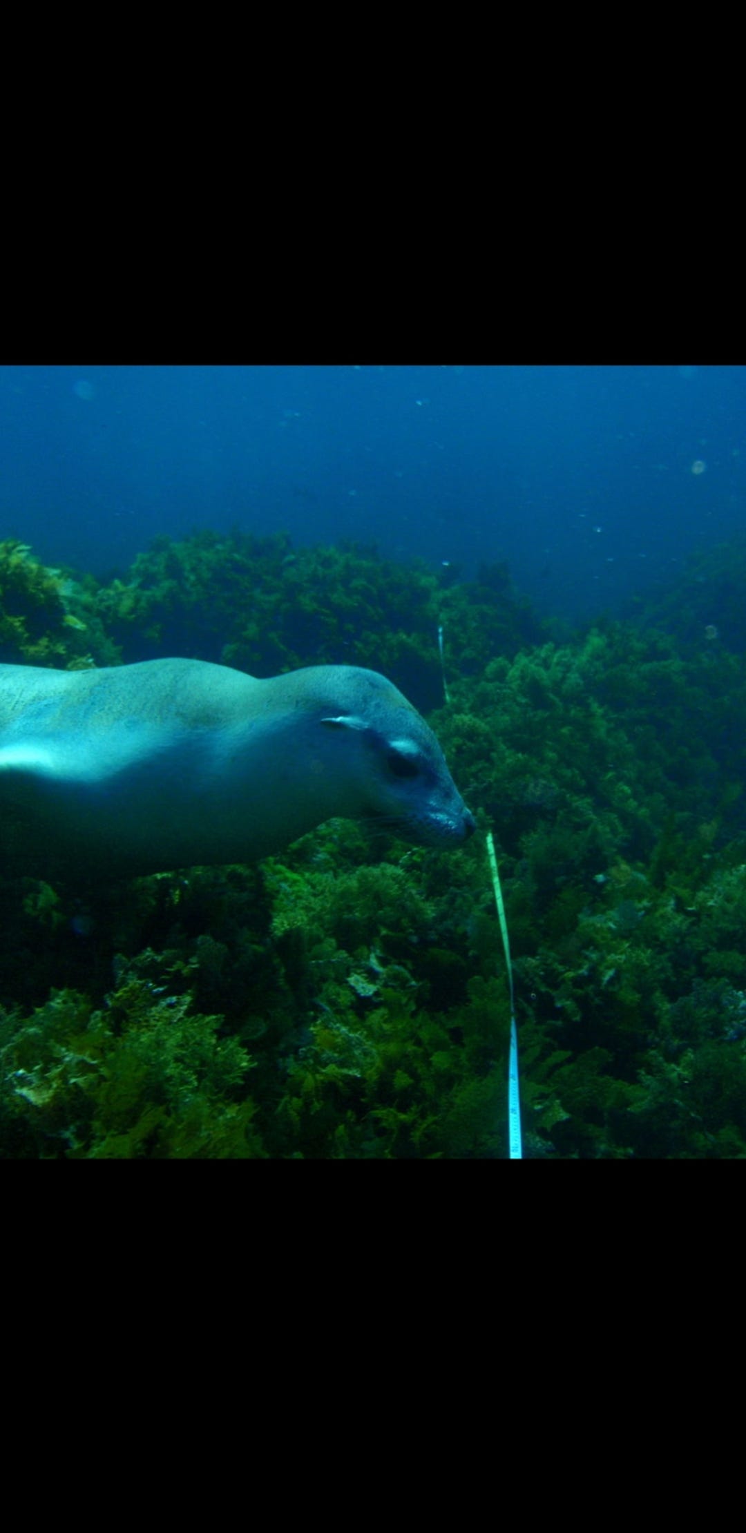 An Aquatic Haven for Marine Feline Sea Lions | by Dion Groove | 3 Cats ...