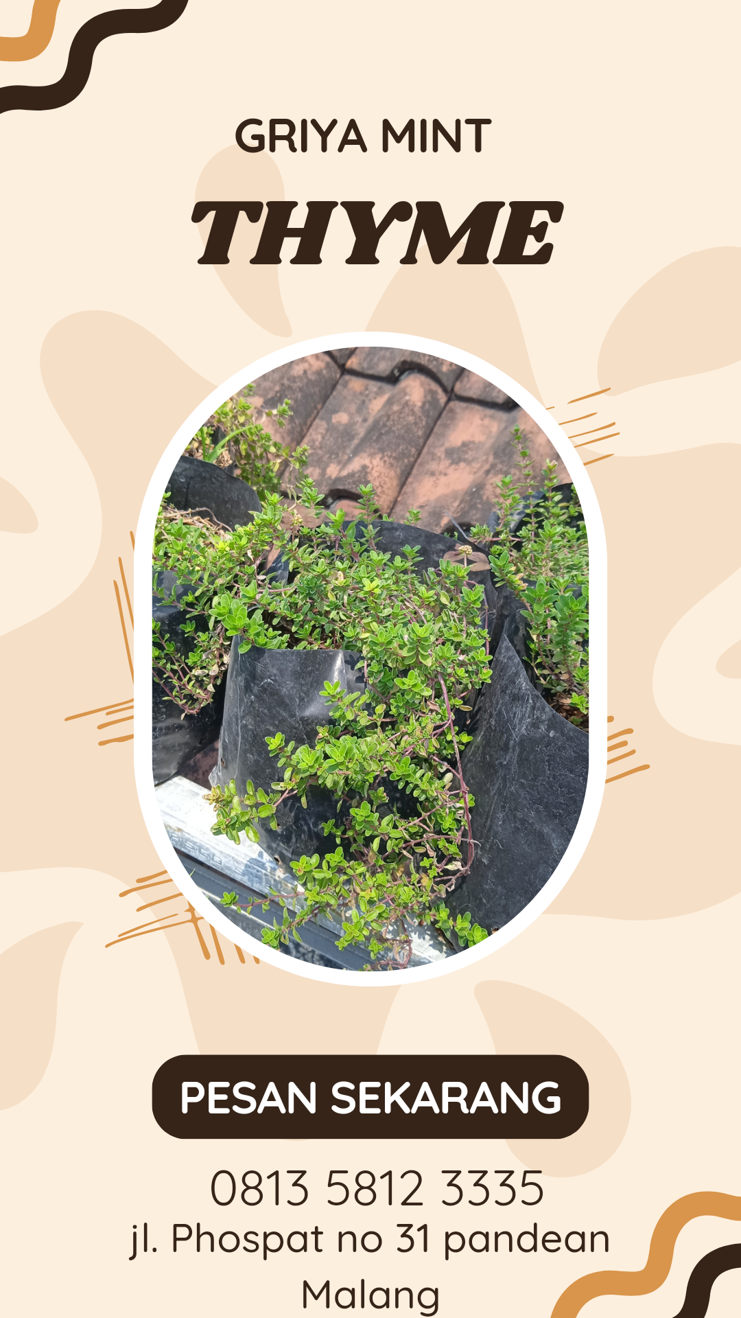 Thyme dalam Masakan Mediterania Malang | 0813 5812 3335 Thyme adalah tanaman semusim yang tumbuh ...