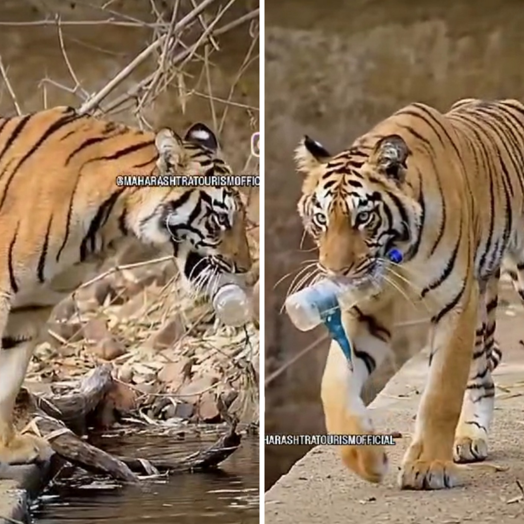 10 Shocking Things You Probably Don’t Know about Plastic Pollution | by ...