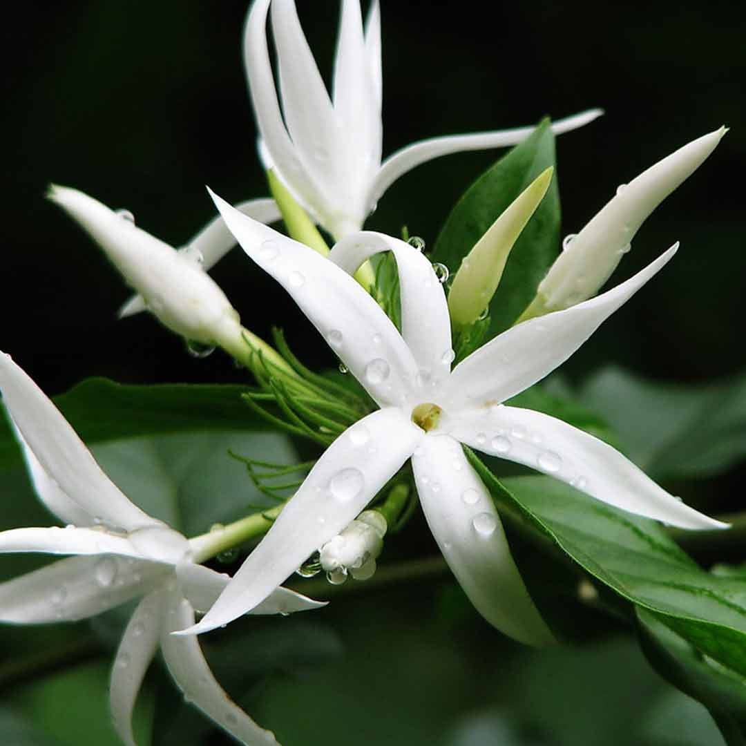 Oosi Malli (Thin Jasmine). Buy the Oosi Malli plant from Santhi… | by ...