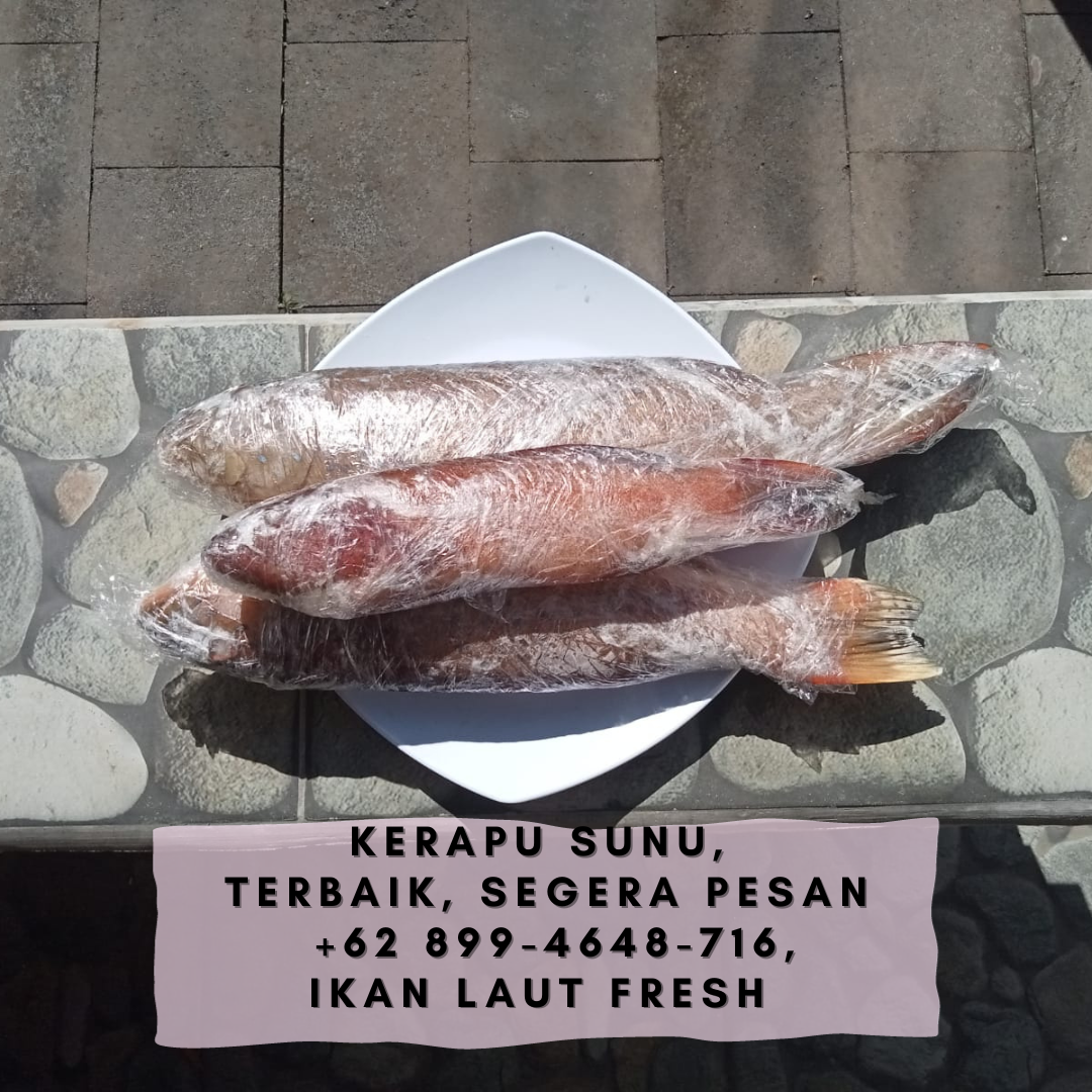 TERBAIK, SEGERA PESAN +62 899–4648–716, ikan laut fresh. | by ...