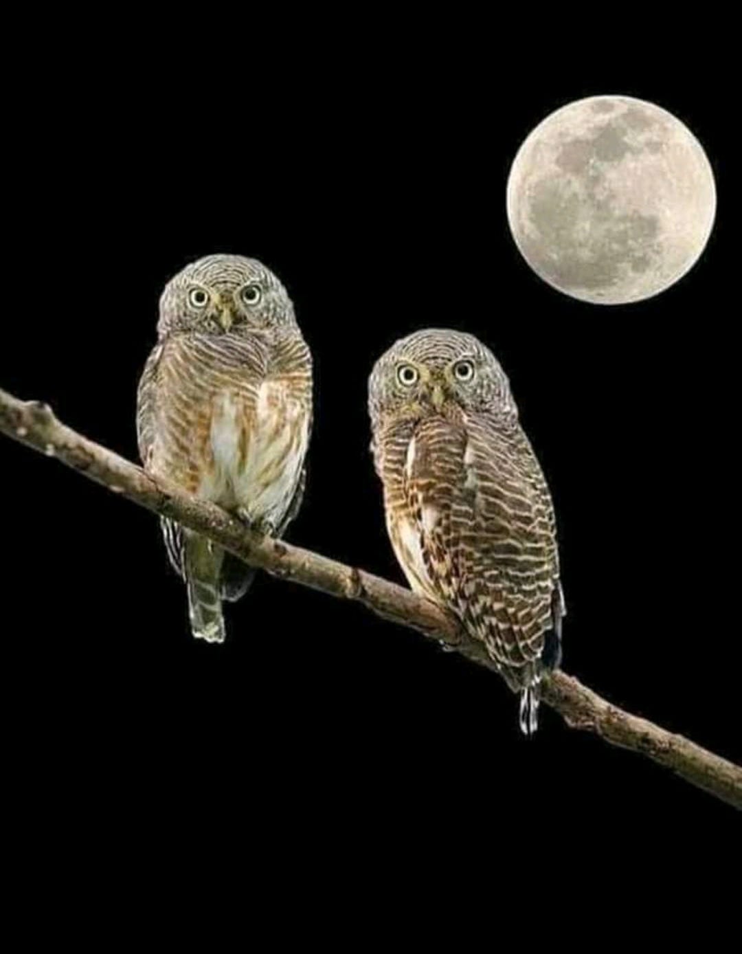The Glance🥰 ️at Par. The Two Owls' Hearts💖💓 | by Good Feel Factor | Medium