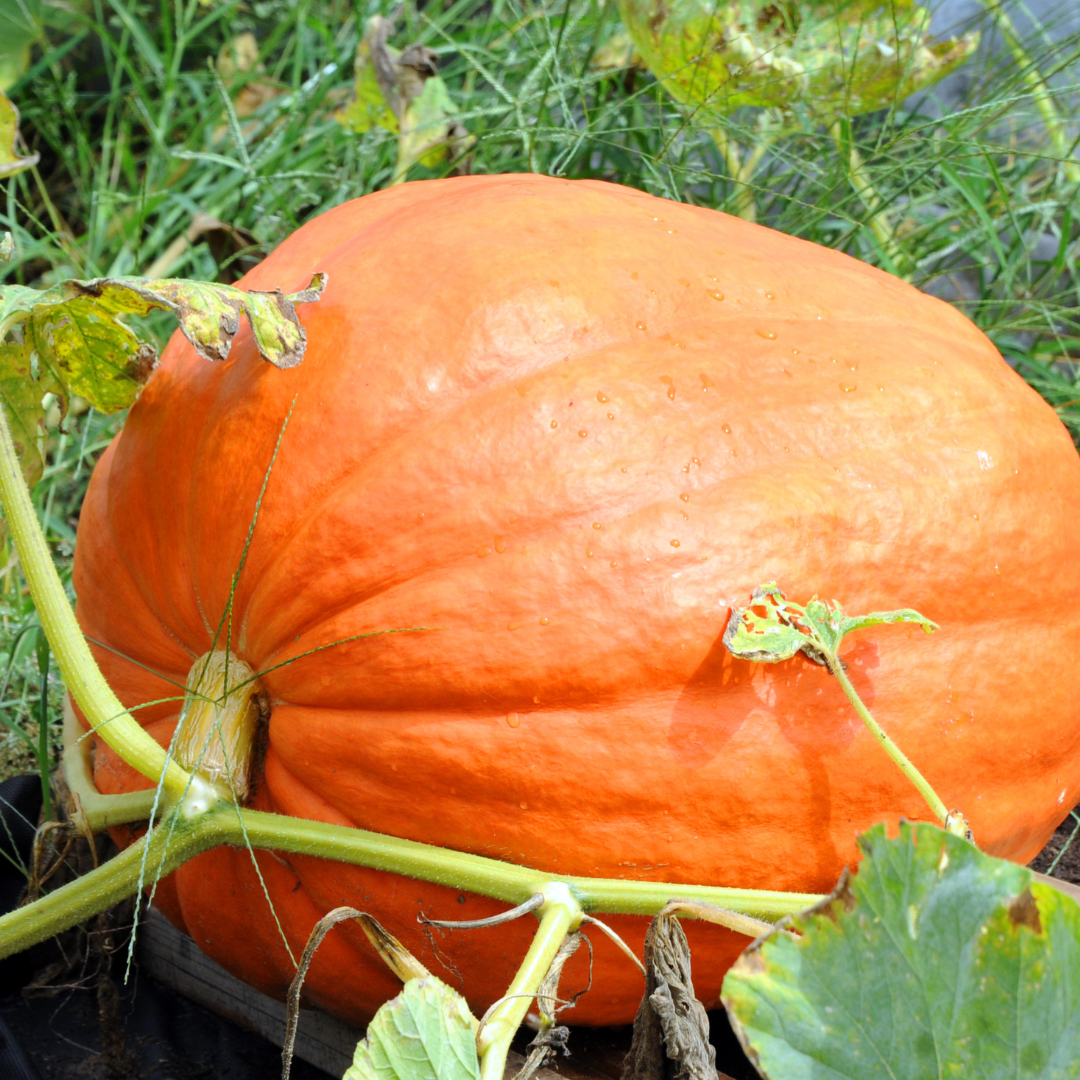 Have You Read “The Pumpkin Plan?” | by Sean Michael Lewis | Jan, 2024 ...