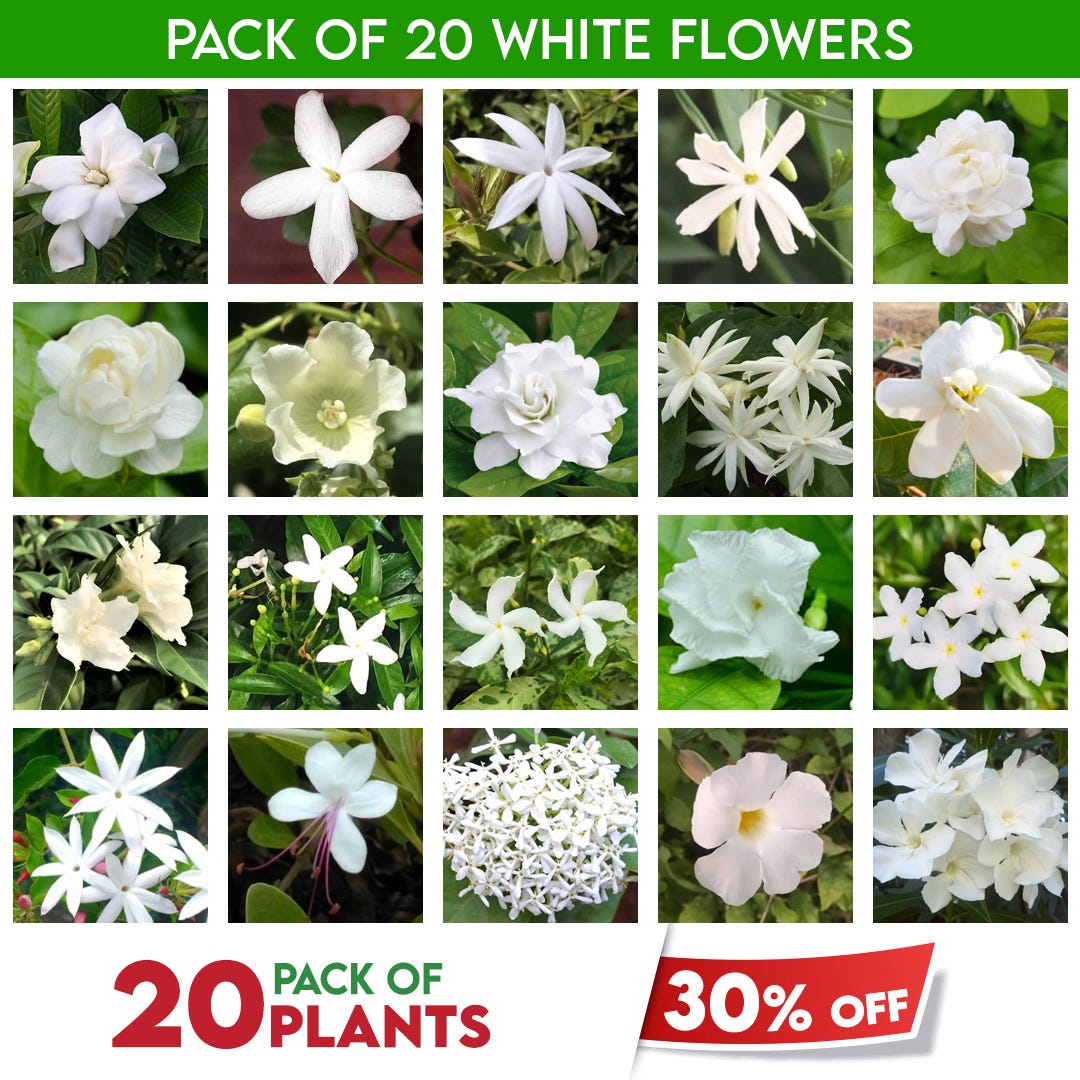 Pack Of 20 White Flowers. One of the easiest ways to beautify… | by ...