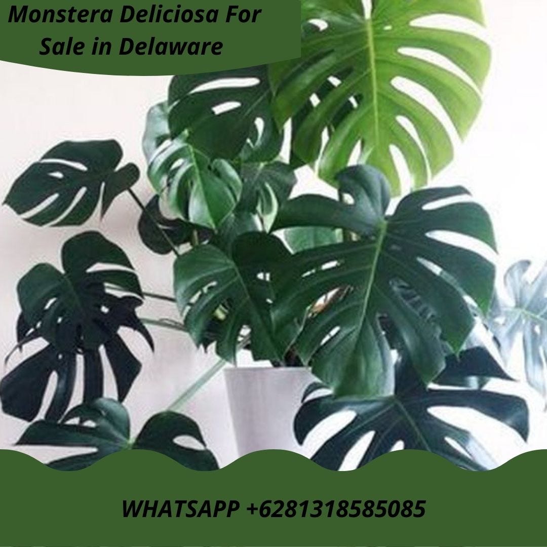 TRUSTED, WHATSAPP +62 81318585085 Monstera Deliciosa For Sale in ...