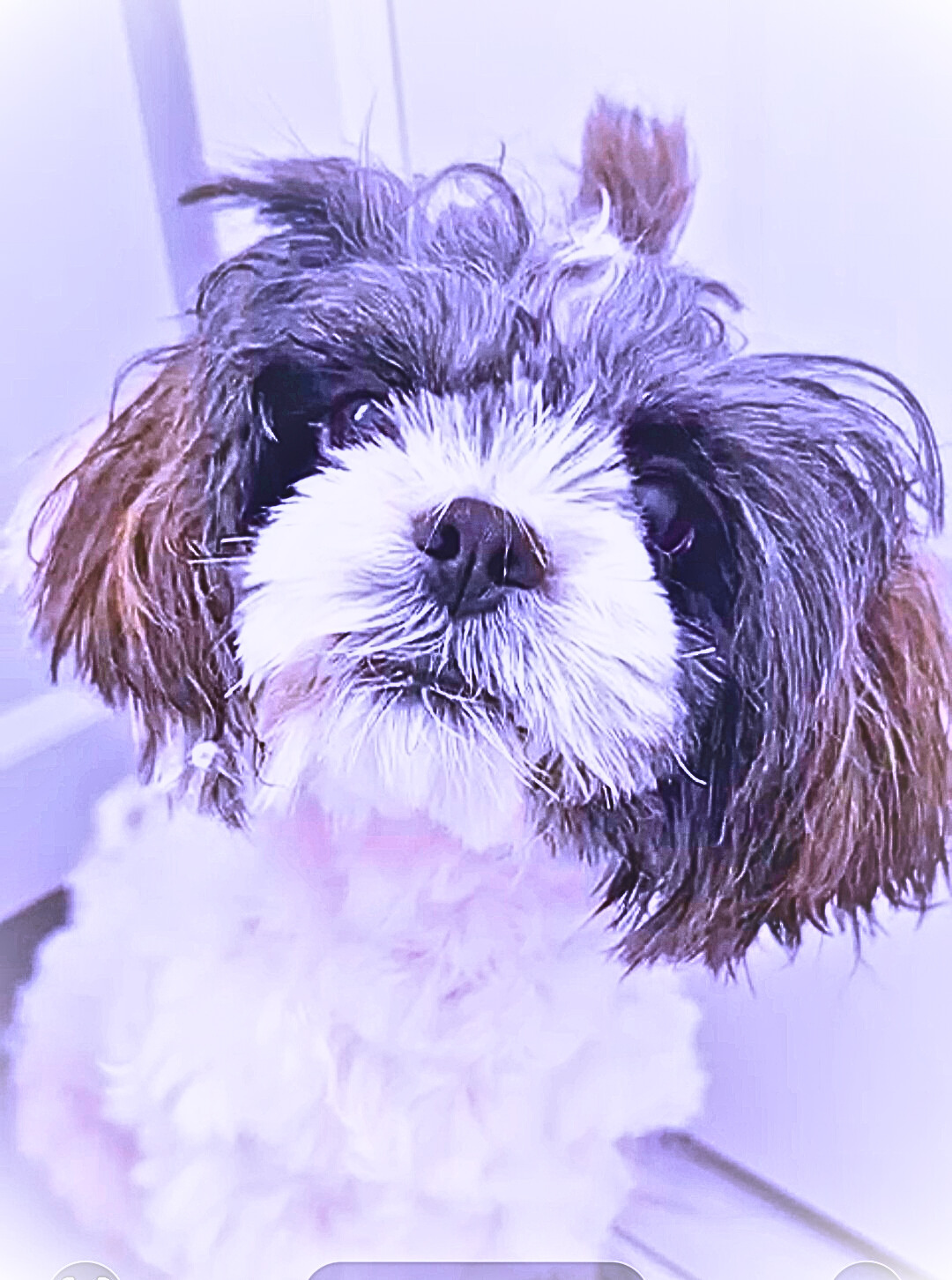 Blue Buffalo: The Best Choice for My Little Four-Legged Friend | by ...