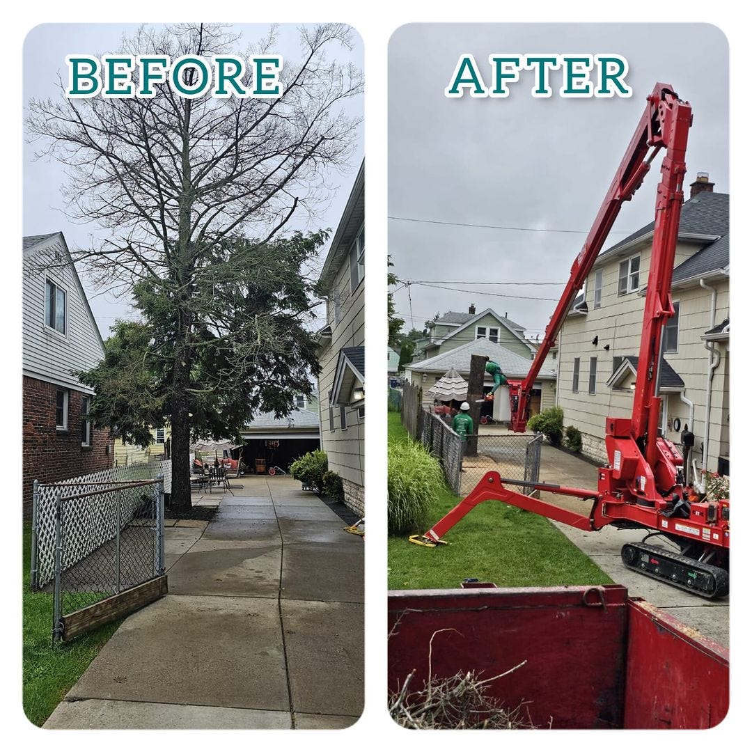 Elevate Your Landscape with KD Tree’s Syracuse NY Expertise - KD Tree ...
