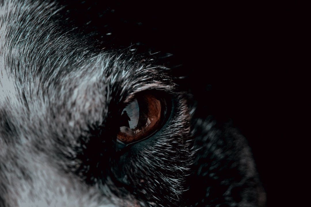 Unforgettable modern classic “The Last Werewolf” by Glen Duncan | by ...