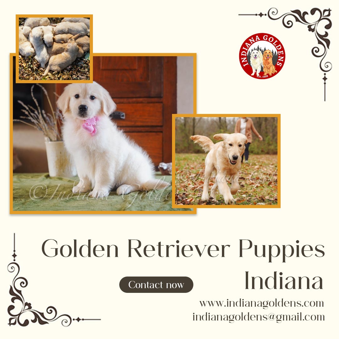 Adorable Golden Retriever Puppies in Indiana: Find Your Furry Friend ...