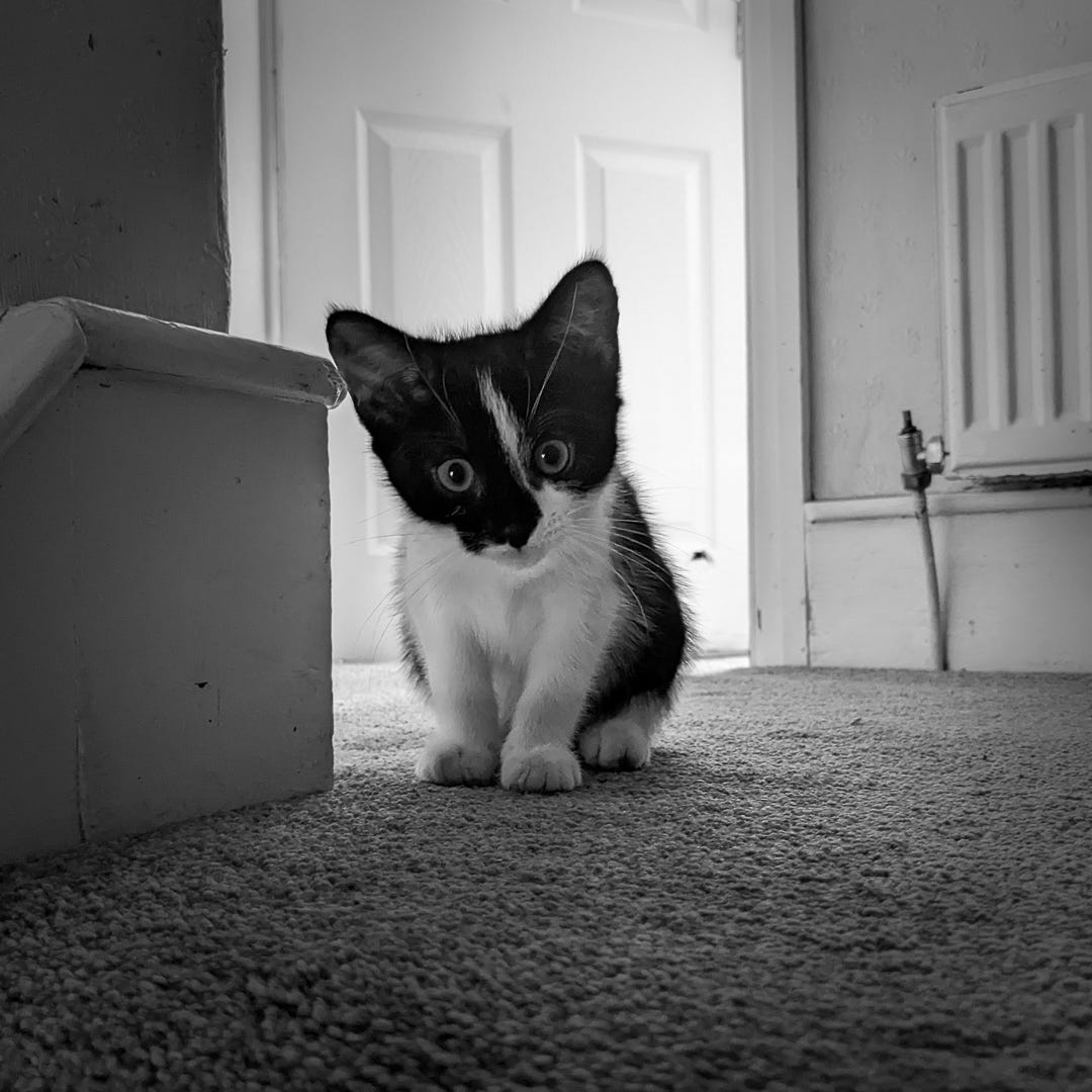 Kitten Chaos | Poetry and art on Medium | By Dee Lister | For Awe