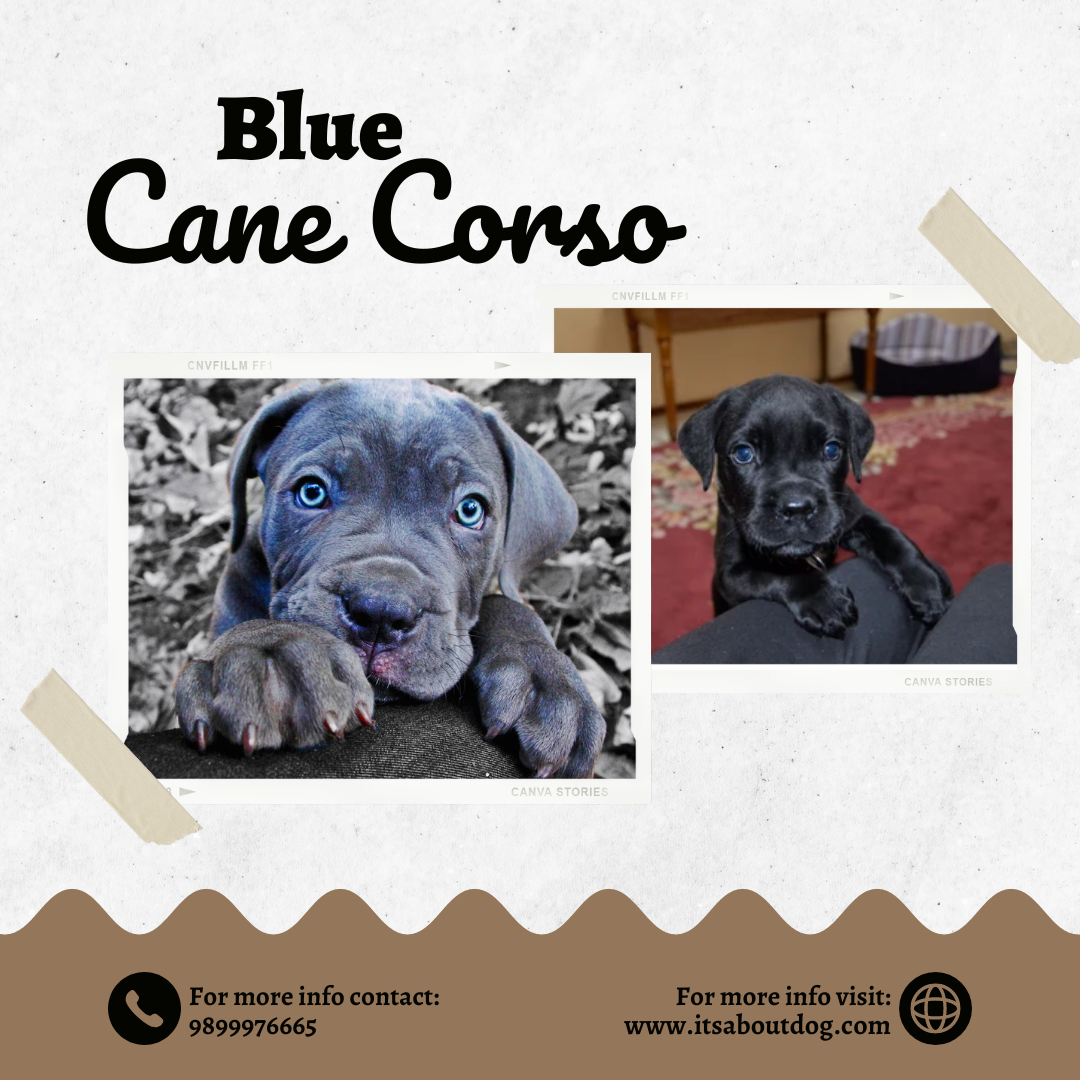 Learn more About Blue Cane Corso | Its About Dog - Its About Dog - Medium