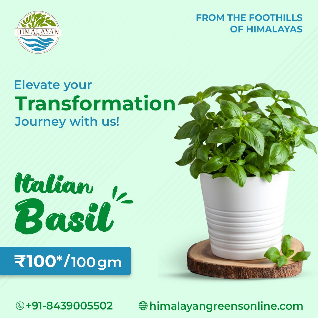 Italian Basil || From The Foothills Of Himalayas - Himalayan Greens ...