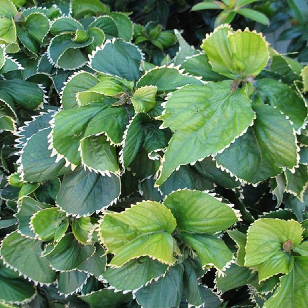 Acalypha wilkesiana - santhi santhi - Medium
