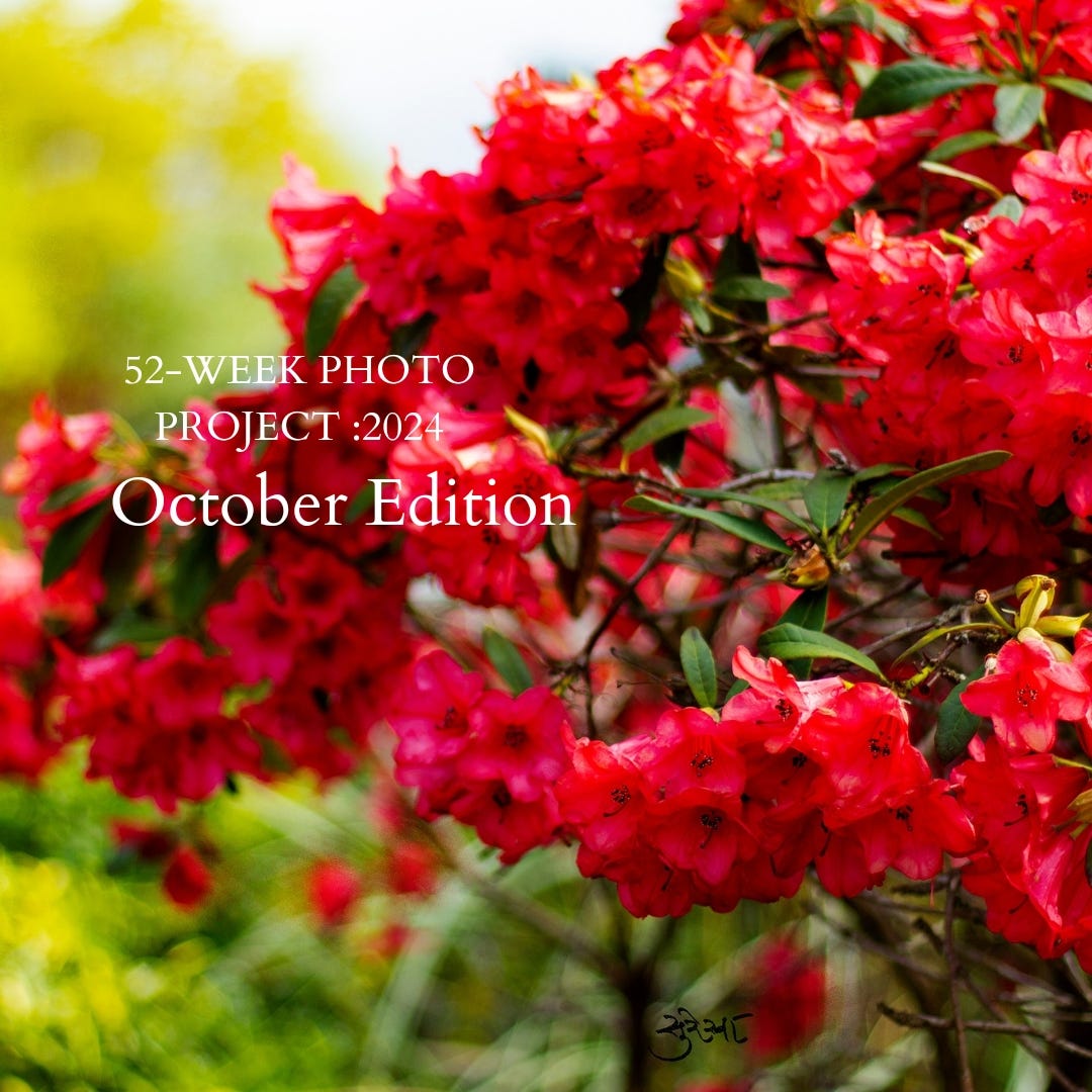 52-Week Photography Project 2024: October Edition | by Surekha ... 52-Week Photography Project 2024: October Edition | by Surekha ...