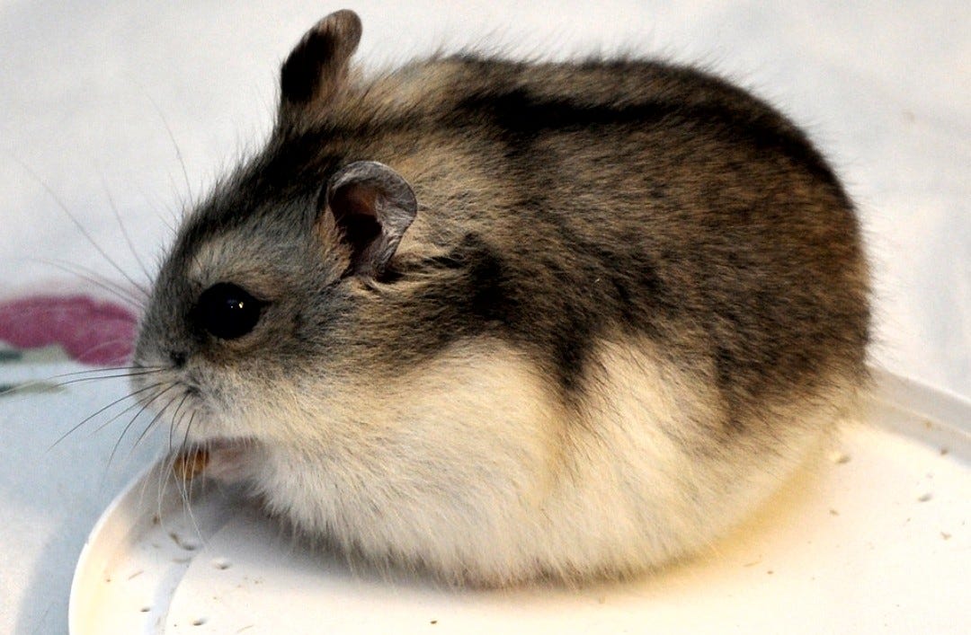 Apa Itu Hamster?. Hamster adalah binatang sejenis tikus… | by Natasya ...