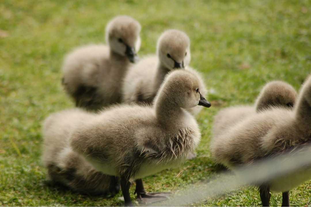 Duck-typing in style with TypeScript and Tachyons | by Team Papercup ...