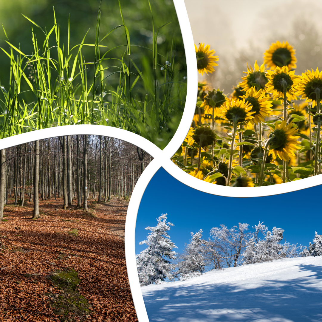 Embracing the Beauty of Change: Exploring Our Favourite Seasons | by ...