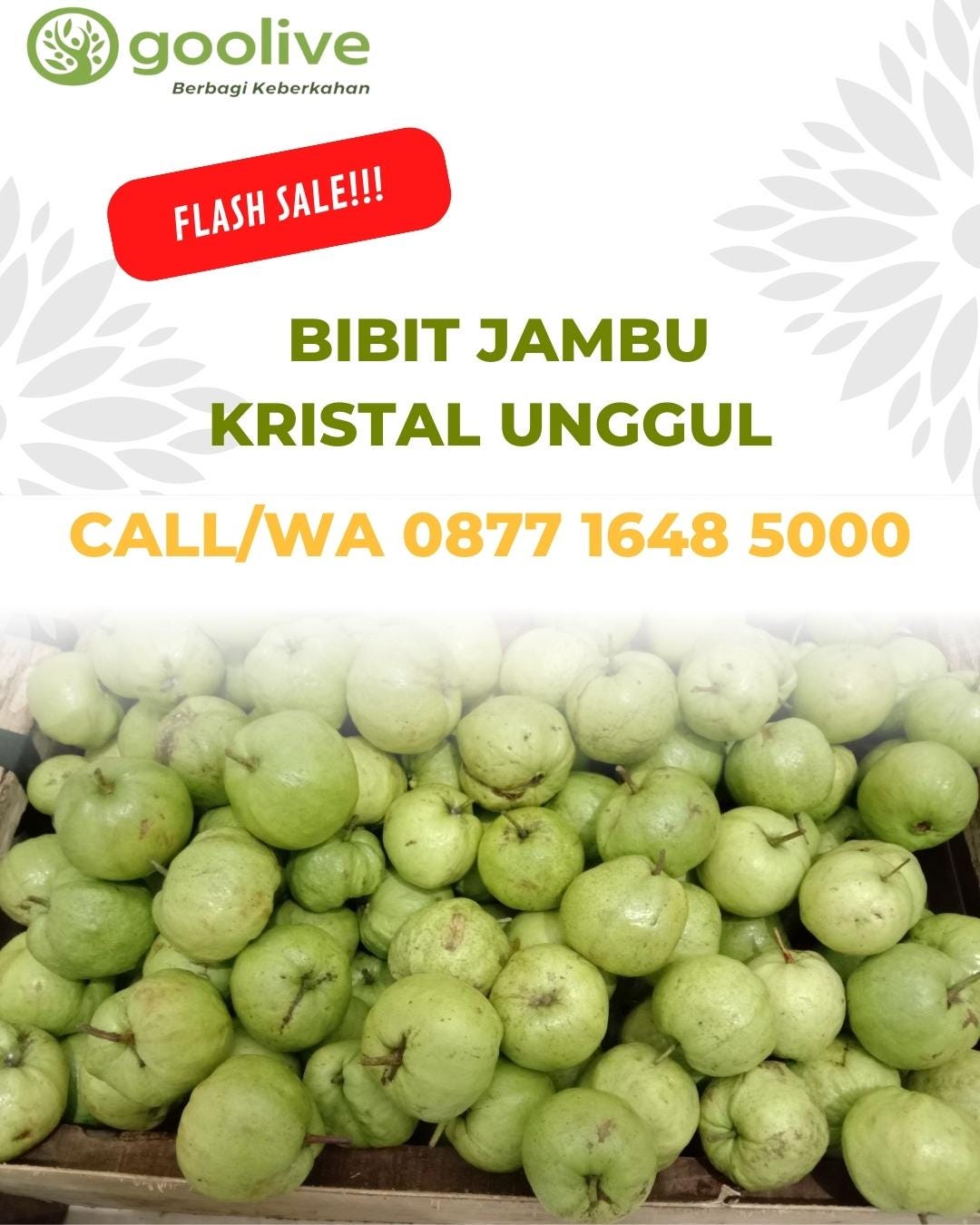 Hot Deals, Call 085903778000, Bibit Jambu Kristal Premium - Supplier ...