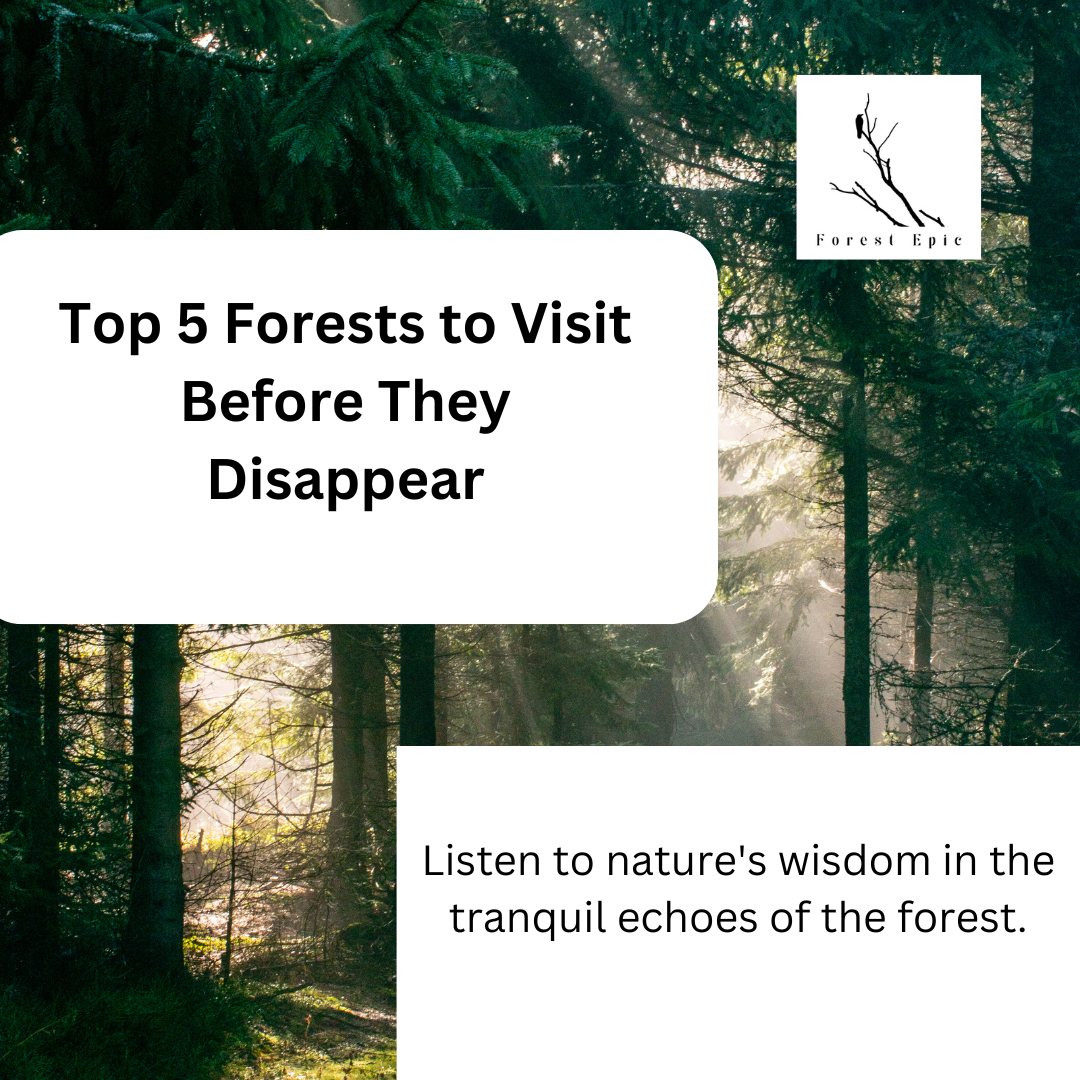 Top 5 forests to visit before they disappear - William S. - Medium
