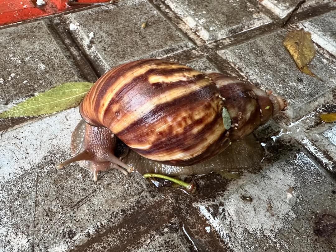 At a Snail’s Pace — has more meaning than we think | by Uma Murali ...
