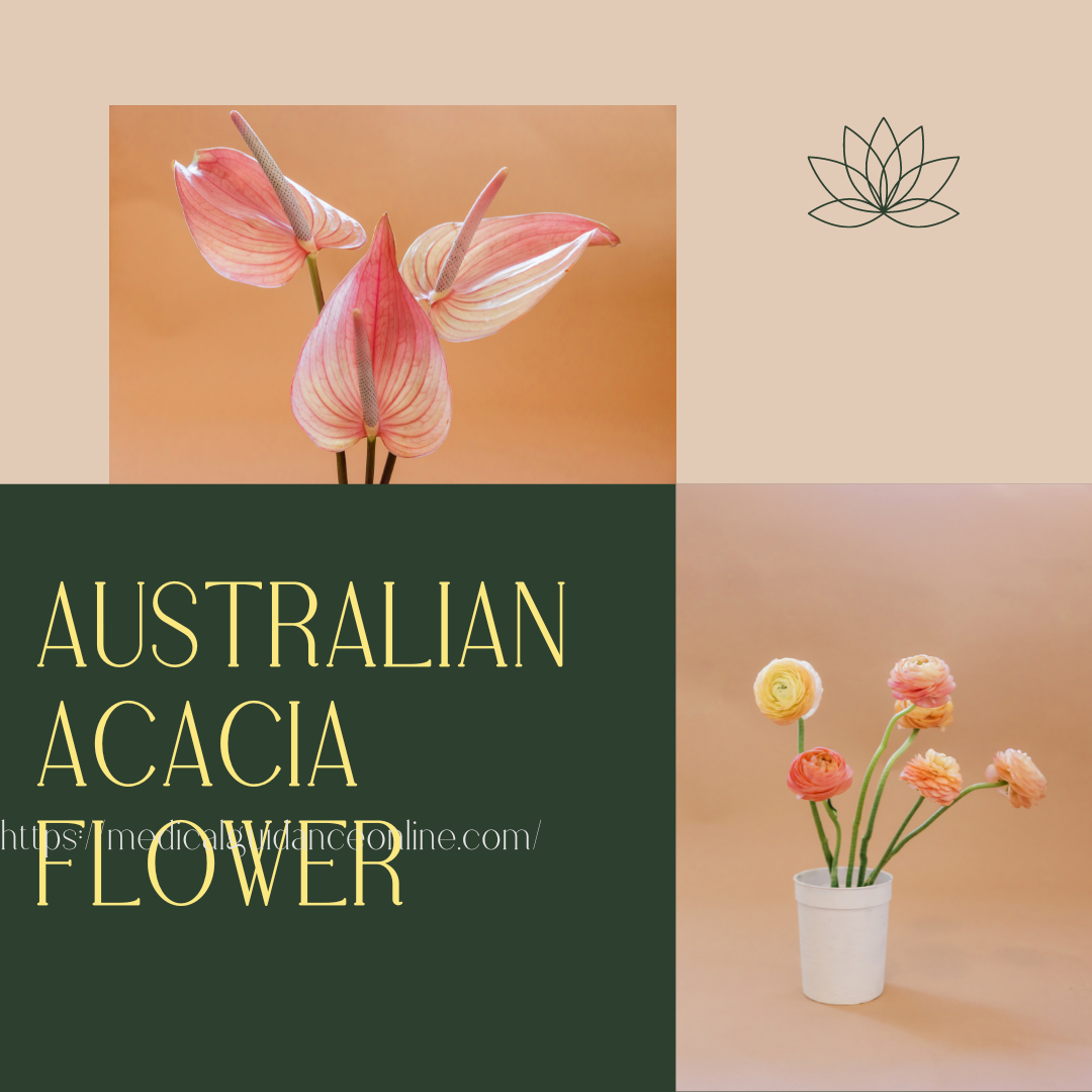 The Australian Acacia Flower A Comprehensive Guide | by datura metel ...
