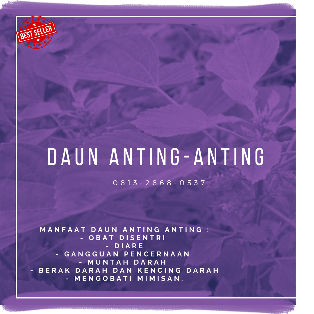 Pusat Budidaya Herbal Daun Anting-Anting Dalam Bahasa Jawa Tambak Bayumas - Printerkonicaminolta ...