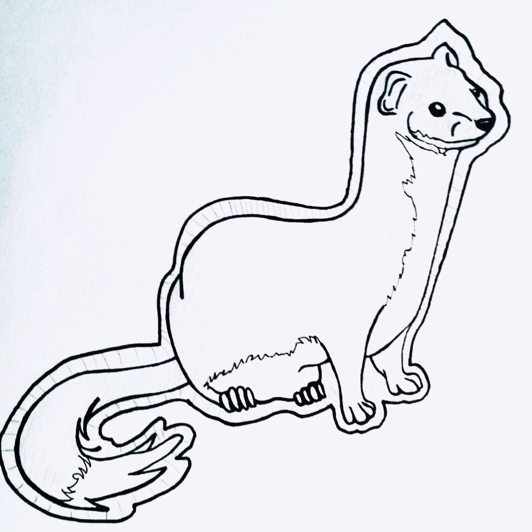 Weasel Drawing