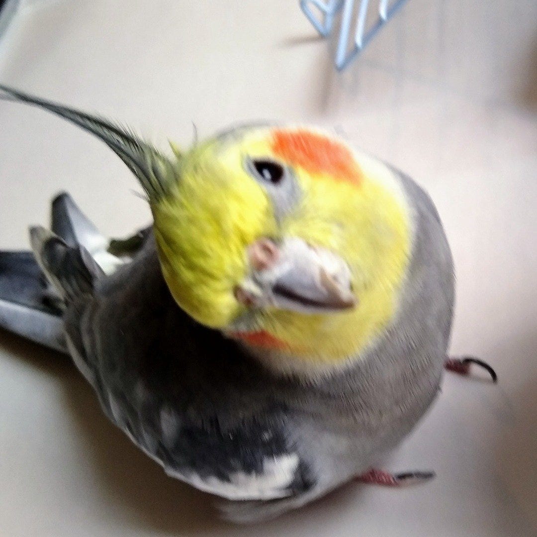 Ode to a Cockatiel.. For my Sammers. Happy Birthday… | by Joanne ...