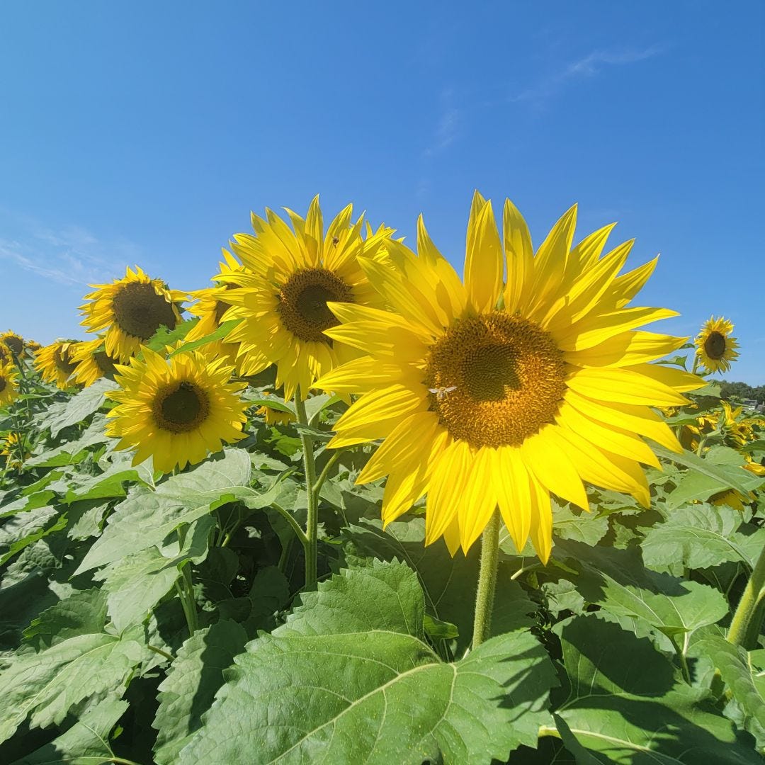 Sunflowers, the national flower and economic powerhouse of Ukraine | by ...