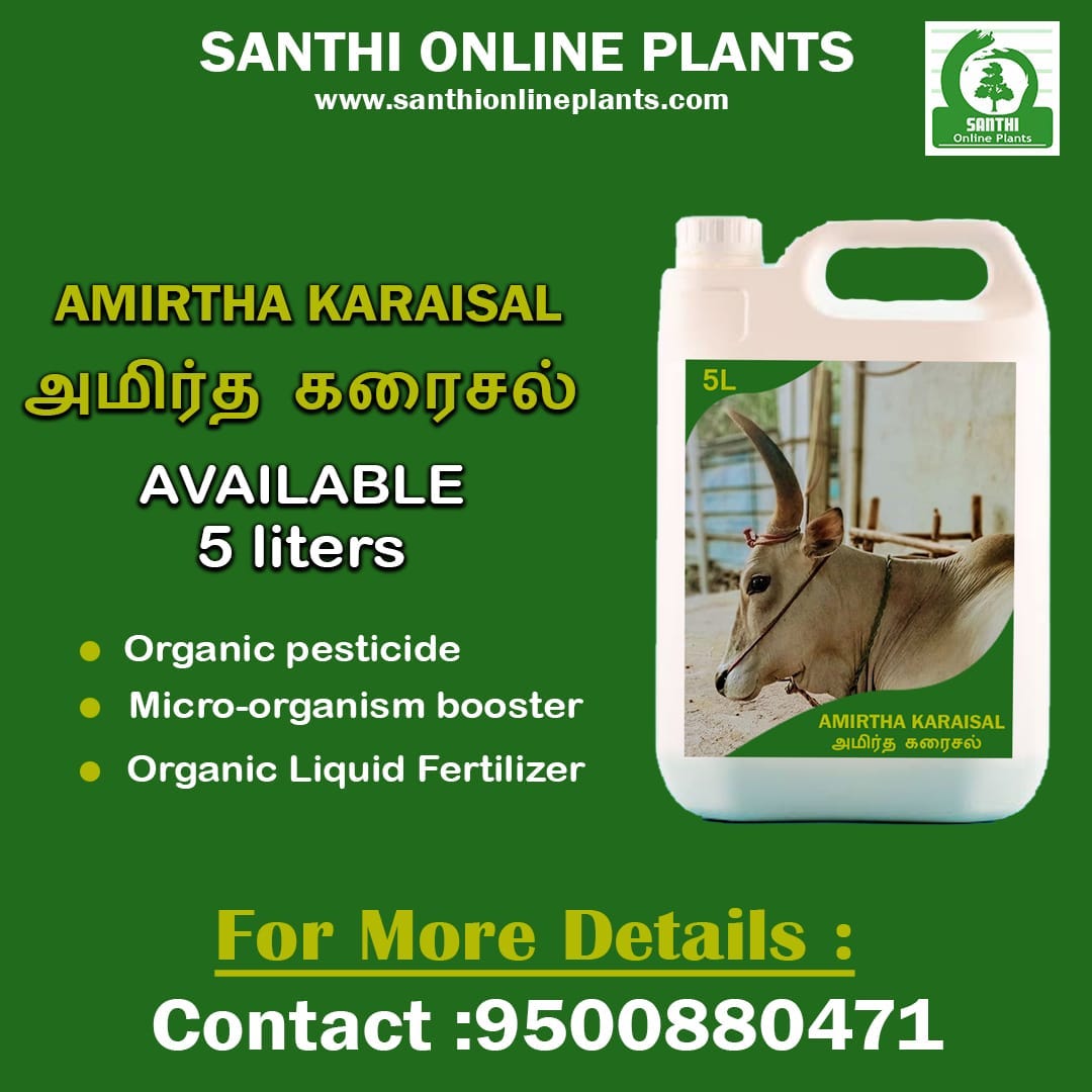 Amirthakaraisal (Liquid Bio-fertilizer) - santhi santhi - Medium