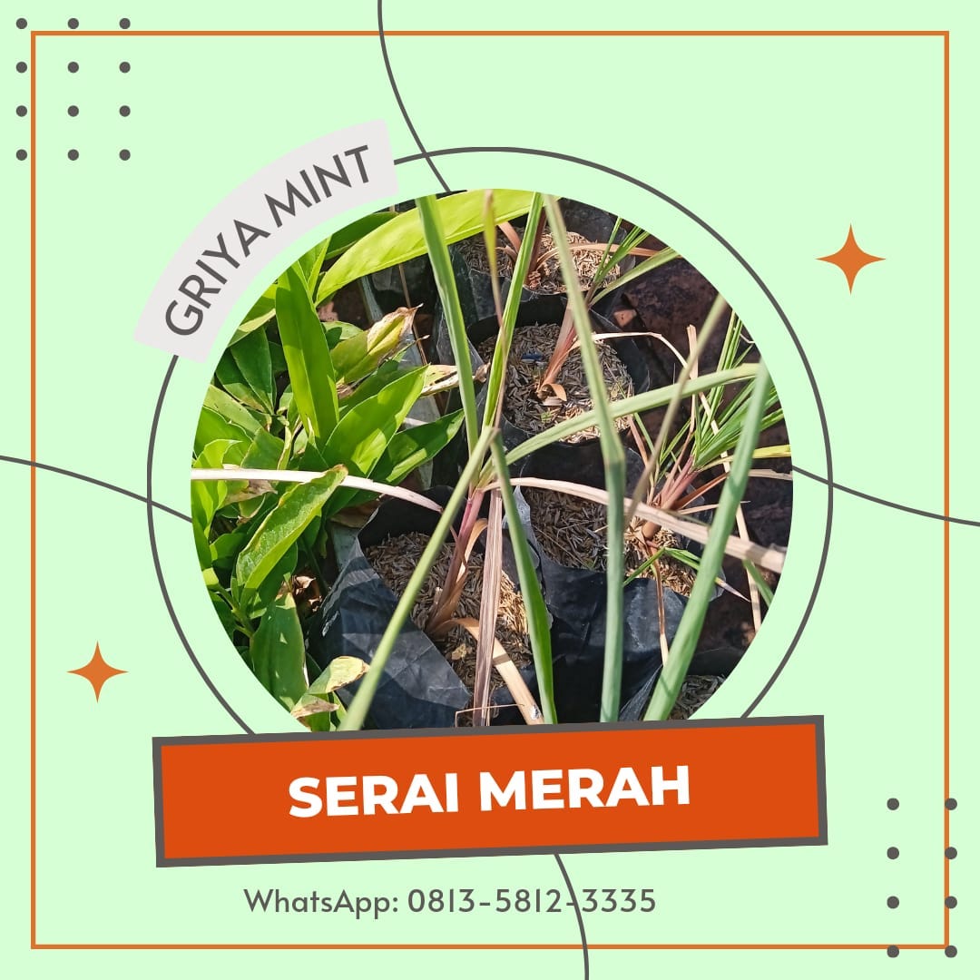 MENGAGUMKAN!, khasiat serai merah dan efek sampingnya Malang | 0813 ...
