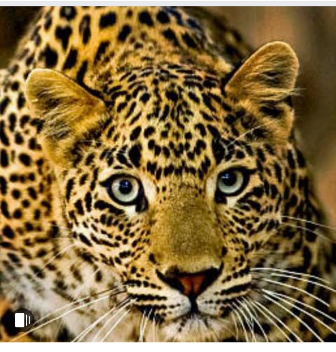 Here are ten naturally spotted animals that look like living art | by ...