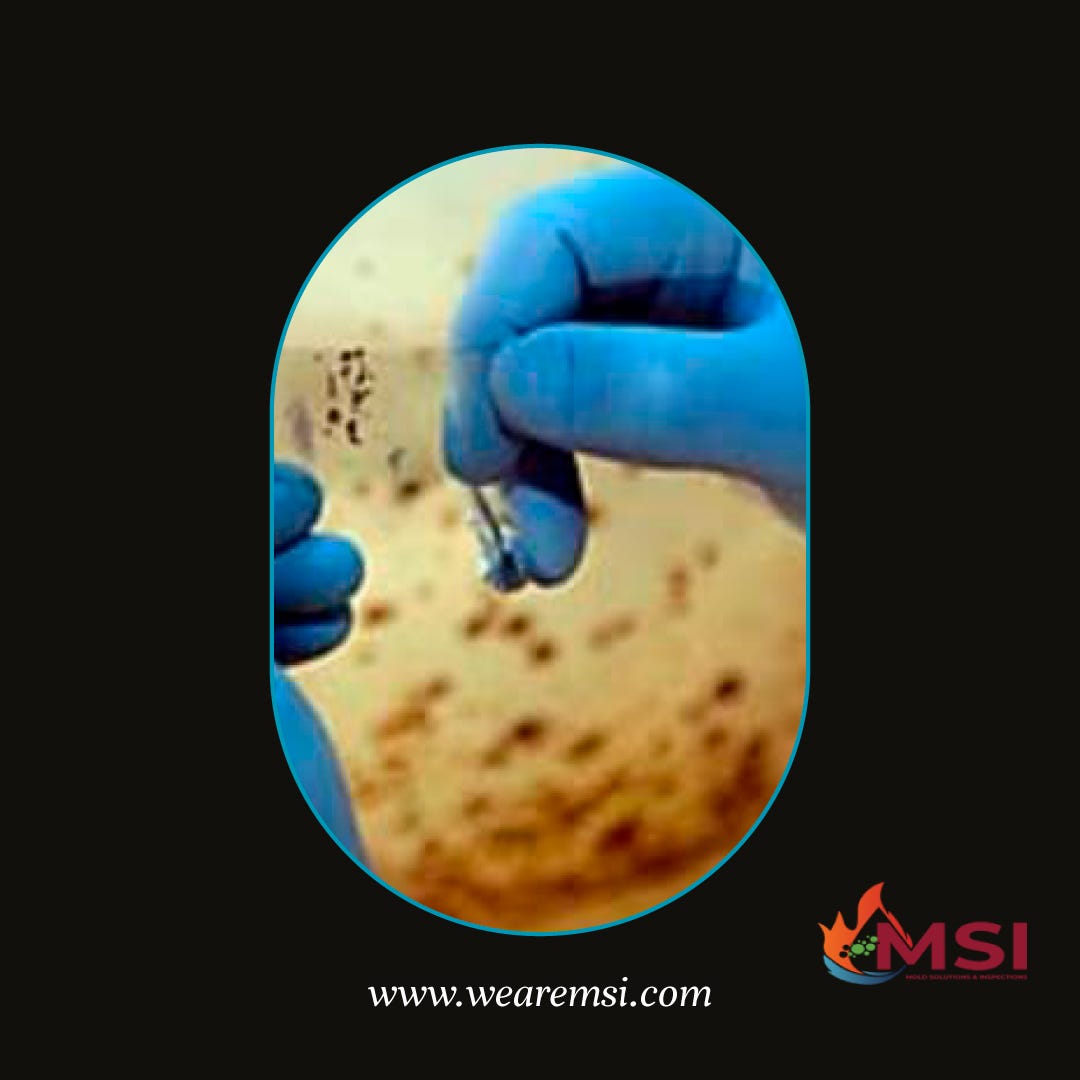 Mold Remediation Services - Mold Solutions & Inspections - Medium