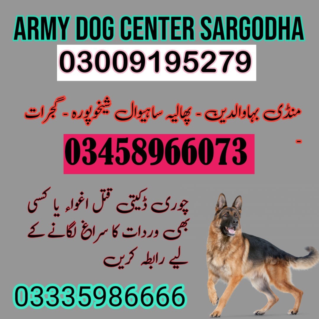 Army Dog Center Sargodha | 03458966073 | کھوجی ڈاگ | K9 Khoji Dogs | by ...